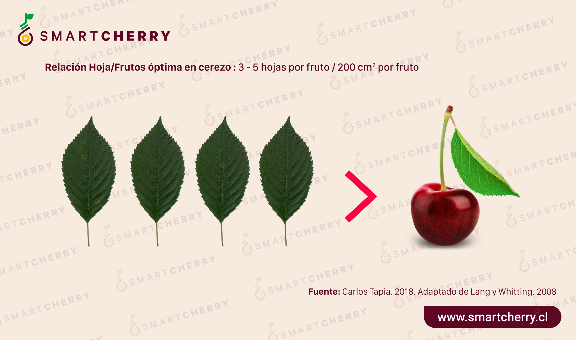 Relación óptima hoja/frutos en cerezo - Smartcherry