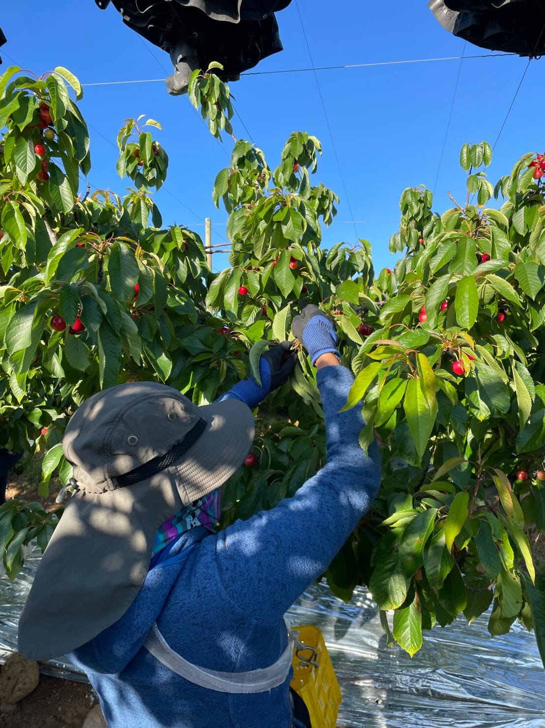 Ovalle- Chile ya comienza su temporada de cerezas - PortalFruticola.com